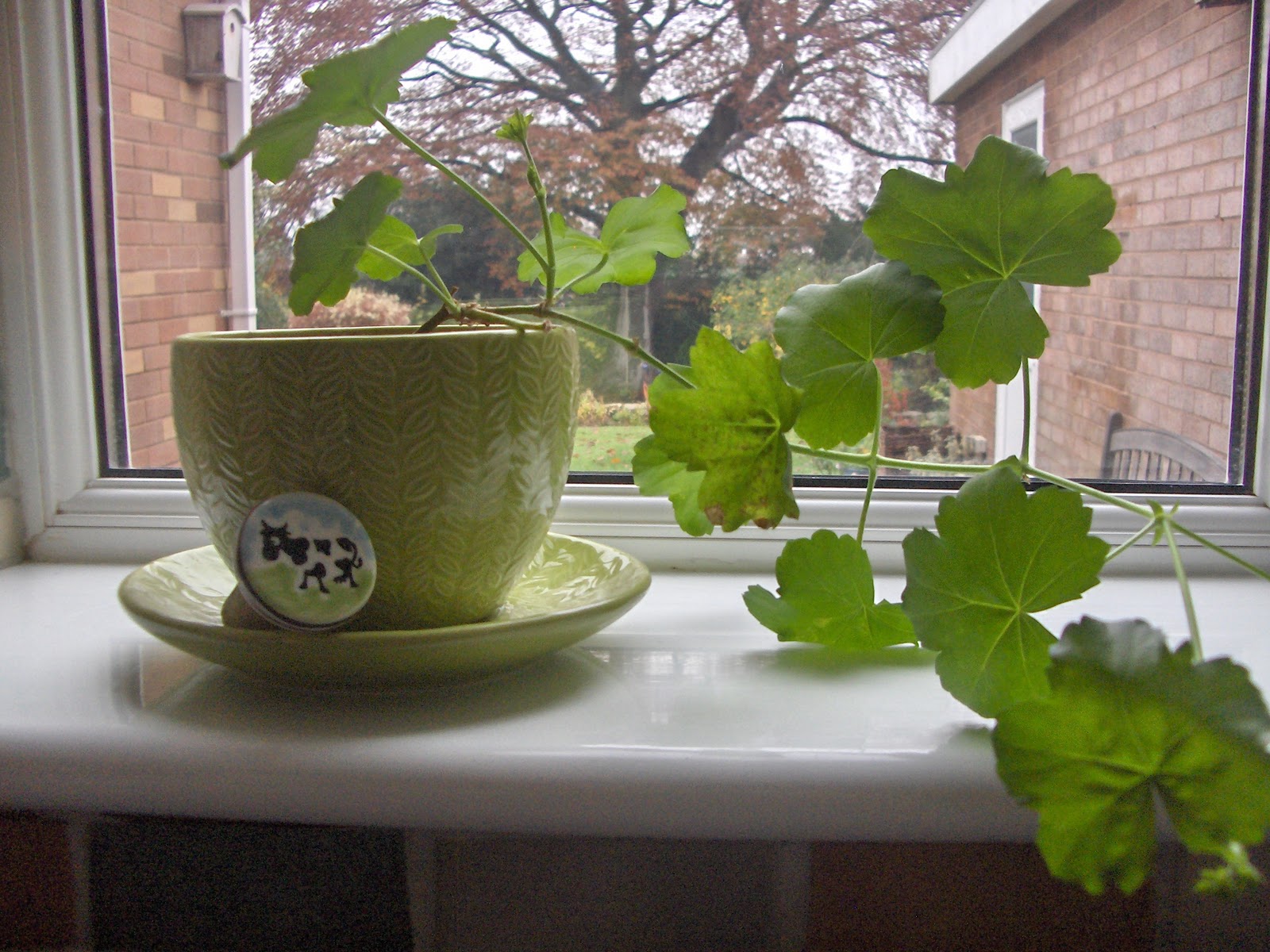 Peligonium Tea - GARDEN, TEA, CAKES, (BOOKS) AND ME