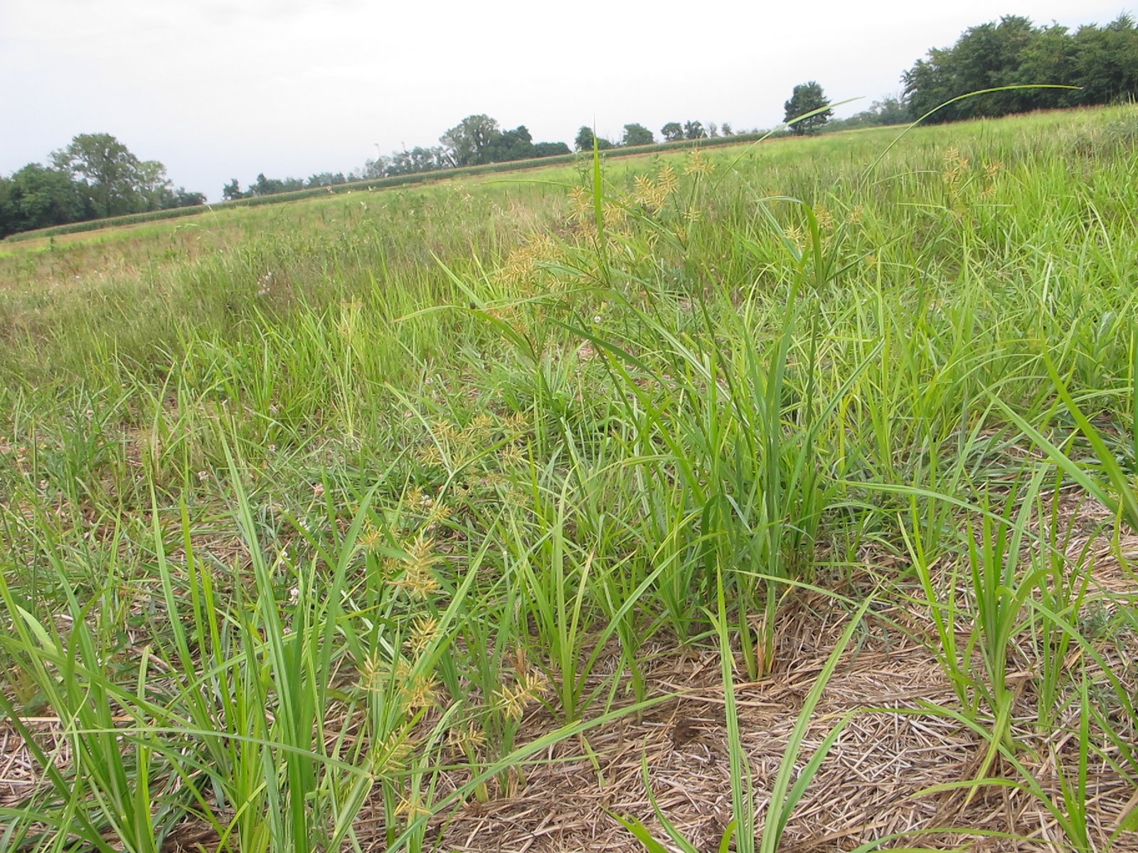 FLORA NEL SALENTO e.. anche altrove: Cyperus esculentus L. - Cyperaceae ...