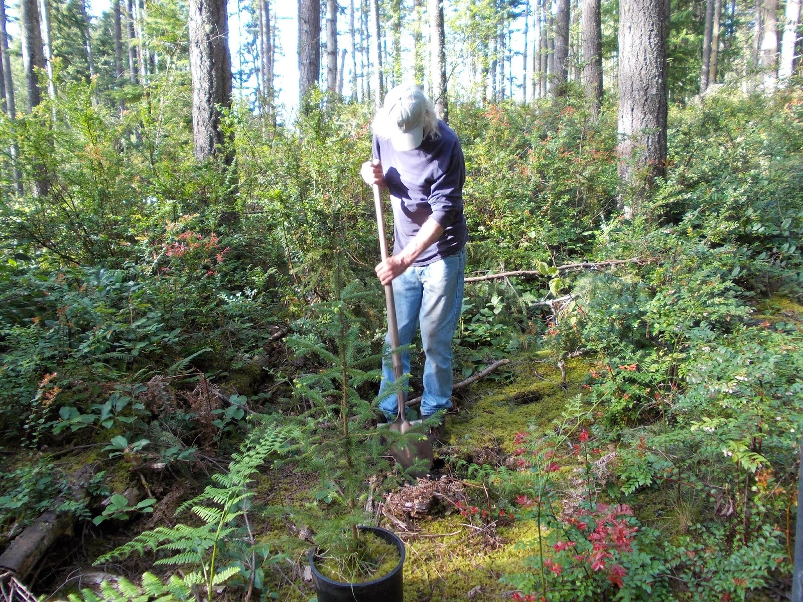 CountOnTheMoon : Planting on Hoaka Moon: Eia na pulapula a 'oukou 'o ka ...