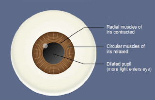 IGCSE Biology: 2.88 Understand the function of the eye in focusing near ...