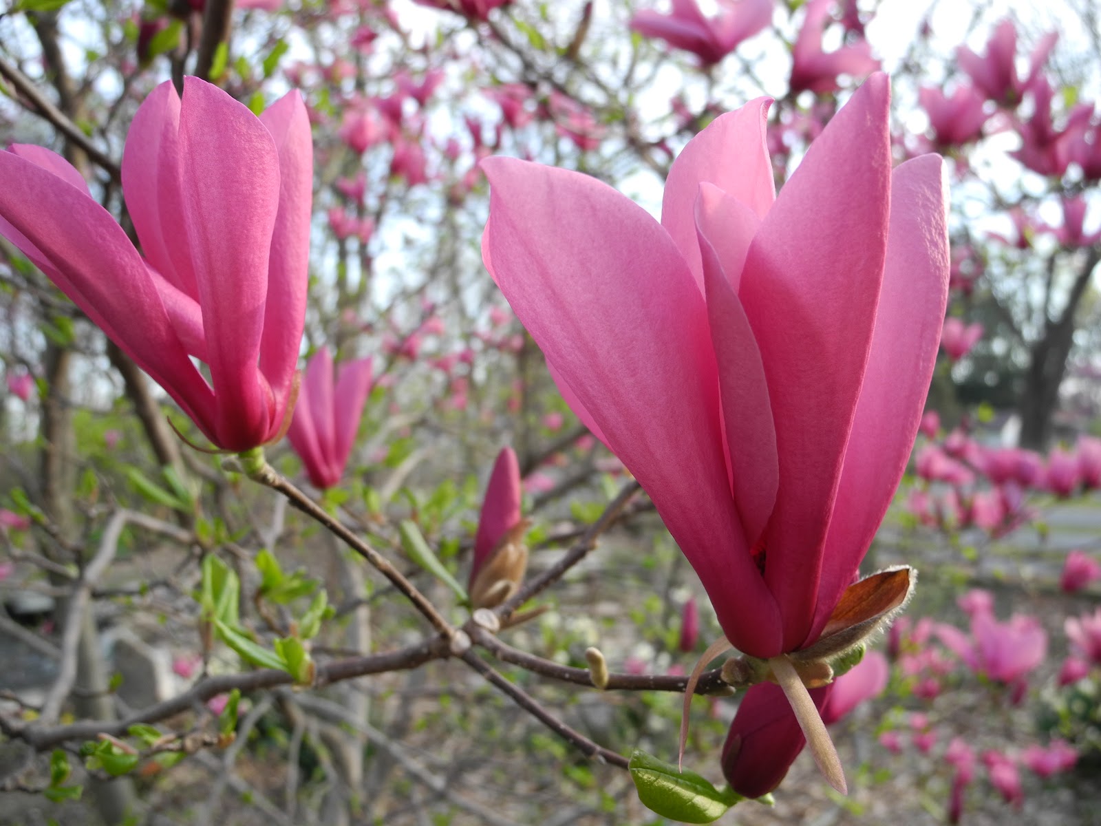 The Phytophactor: Queen of Spring - Ann