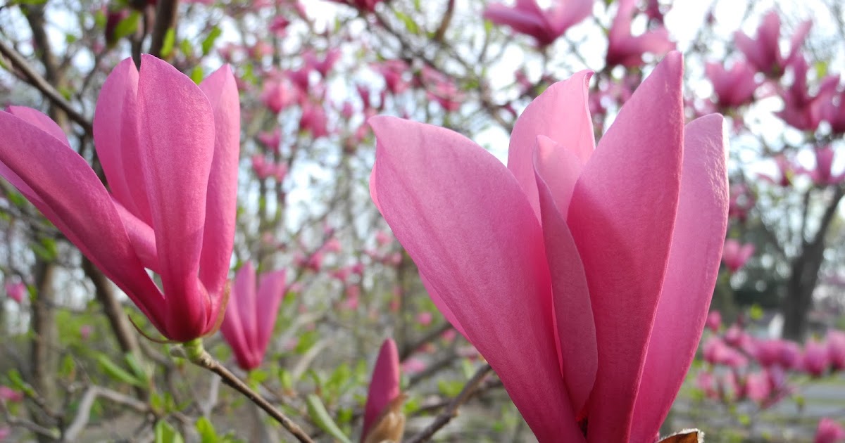 The Phytophactor: Queen of Spring - Ann