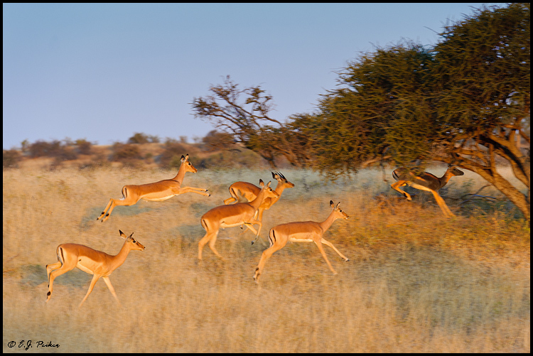Animals pictures: Black faced Impala