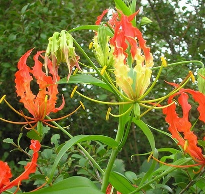 Ide 33+ Bunga Kuku Macan