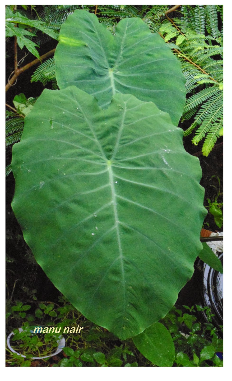 papanasini: CHEMBU ( ചേമ്പ് )