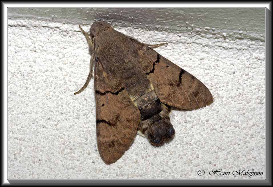 Photos araignées insectes fleurs henri maleysson: Sphinx colibri