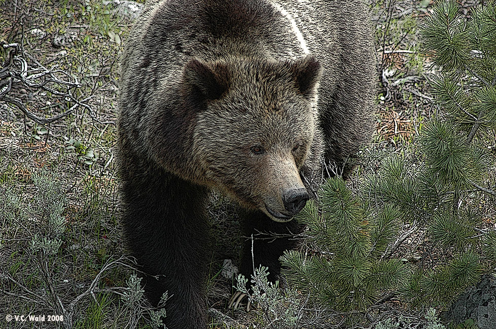 Amusing Musings: Bear Country