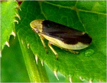 Insects of Scotland: True Bugs