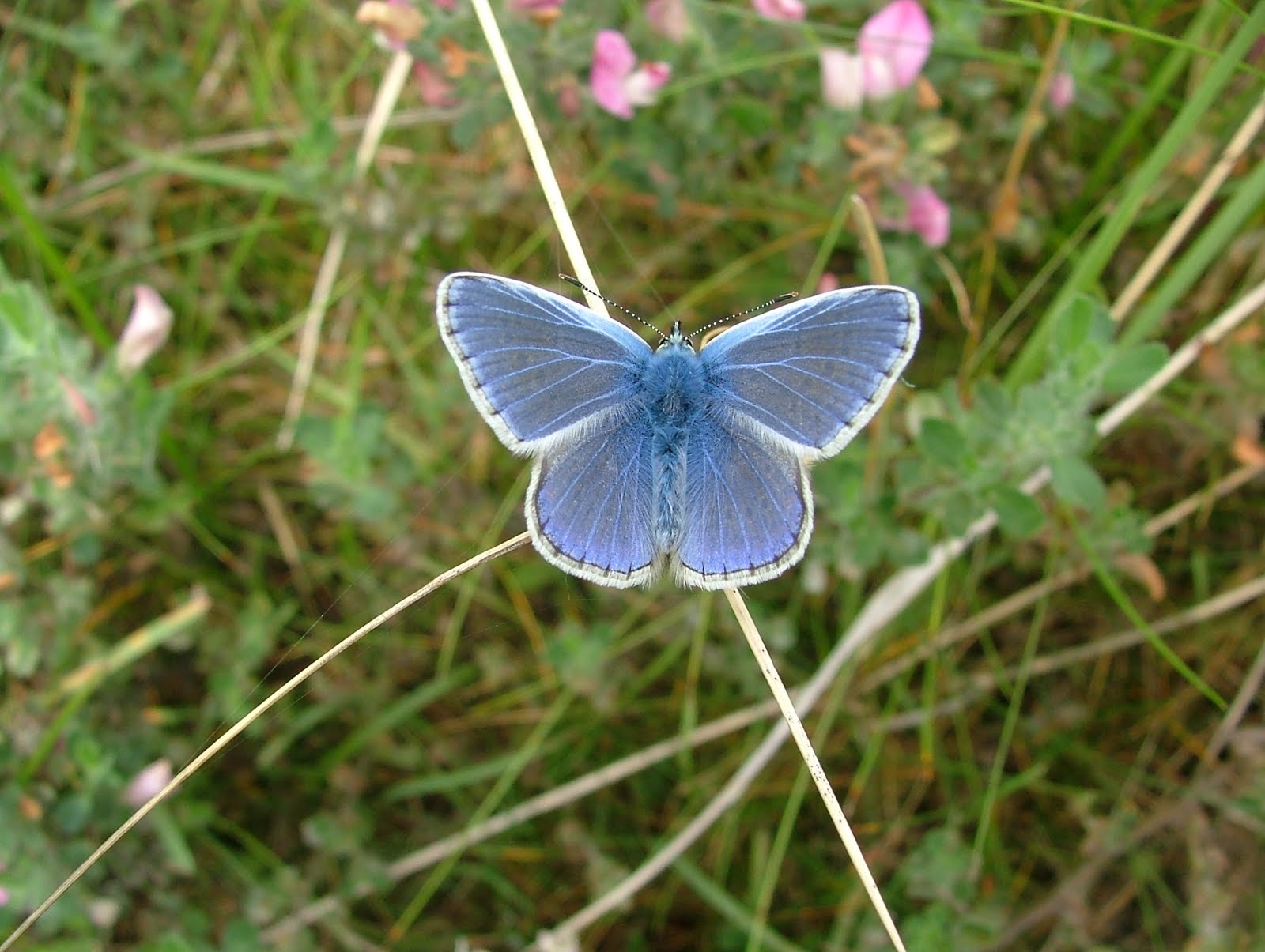 Welsh Photography Mostly.....: Common Blue Butterfly