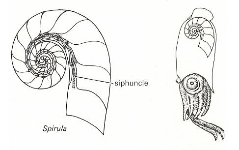 Rah Rah Radula!: June 2013