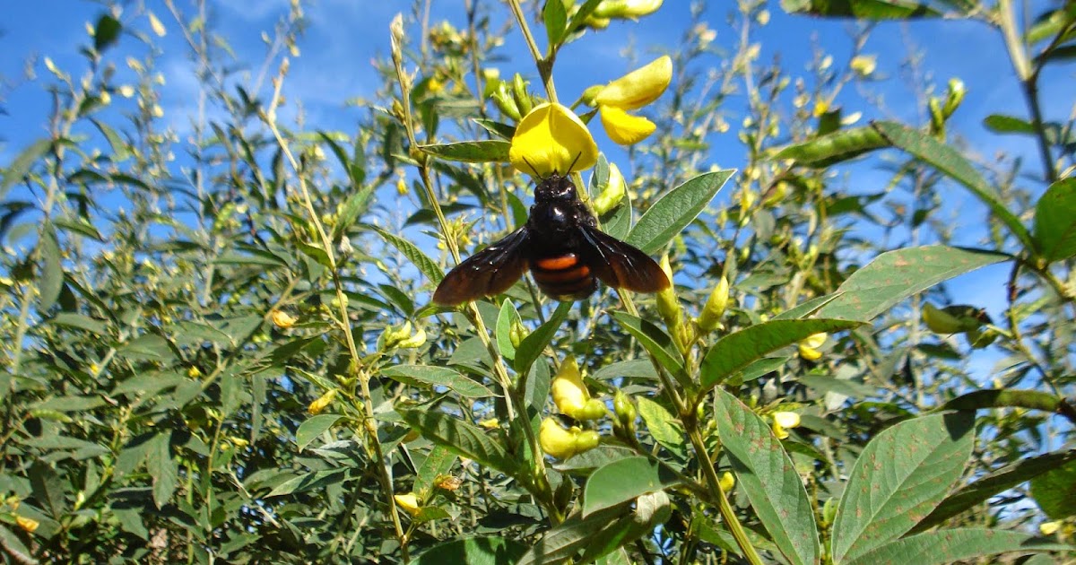 Canguçu em Cores: Imagem: Mangangava e Guandu - Canguçu - RS - Brasil