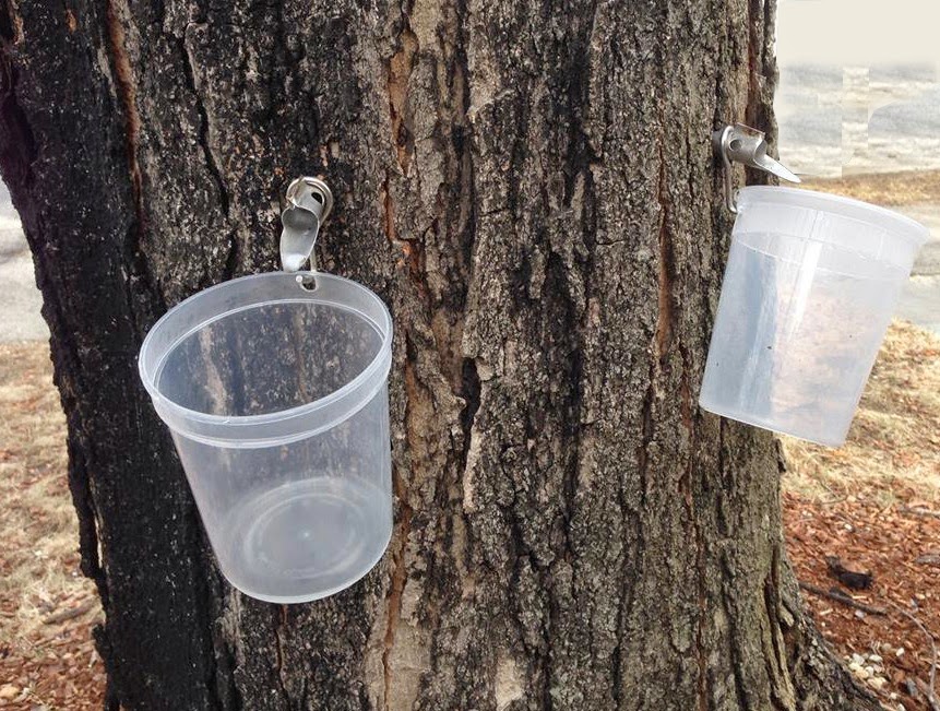 Did you know it's really simple to tap a MAPLE TREE and get some liquid ...