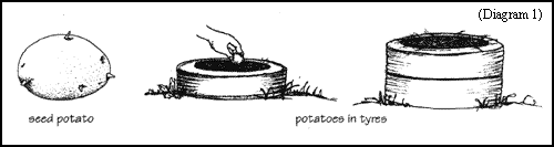 Growing Potatoes in Tires - Tips and Guides | From Home Wealth