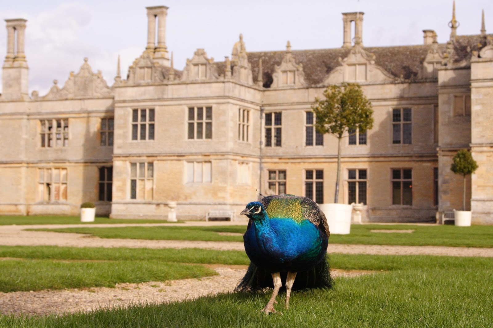 Historical and Regency Romance UK: Peacocks!