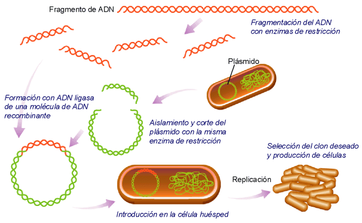 Ciencias de la Naturaleza: Procedimiento de clonación génica. Etapas.