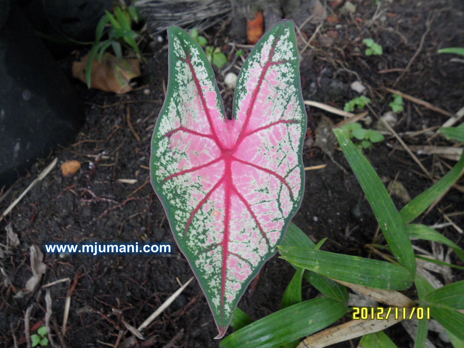 10+ Jenis Tanaman Hias Caladium