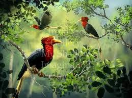 Burung Enggang Gading Harganya Mencapai Puluhan juta - Berita Dan ...