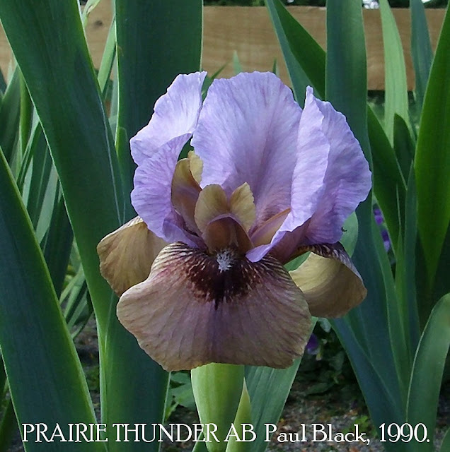 Arilbred Iris 'PRAIRIE THUNDER' ~ HERITAGE IRISES