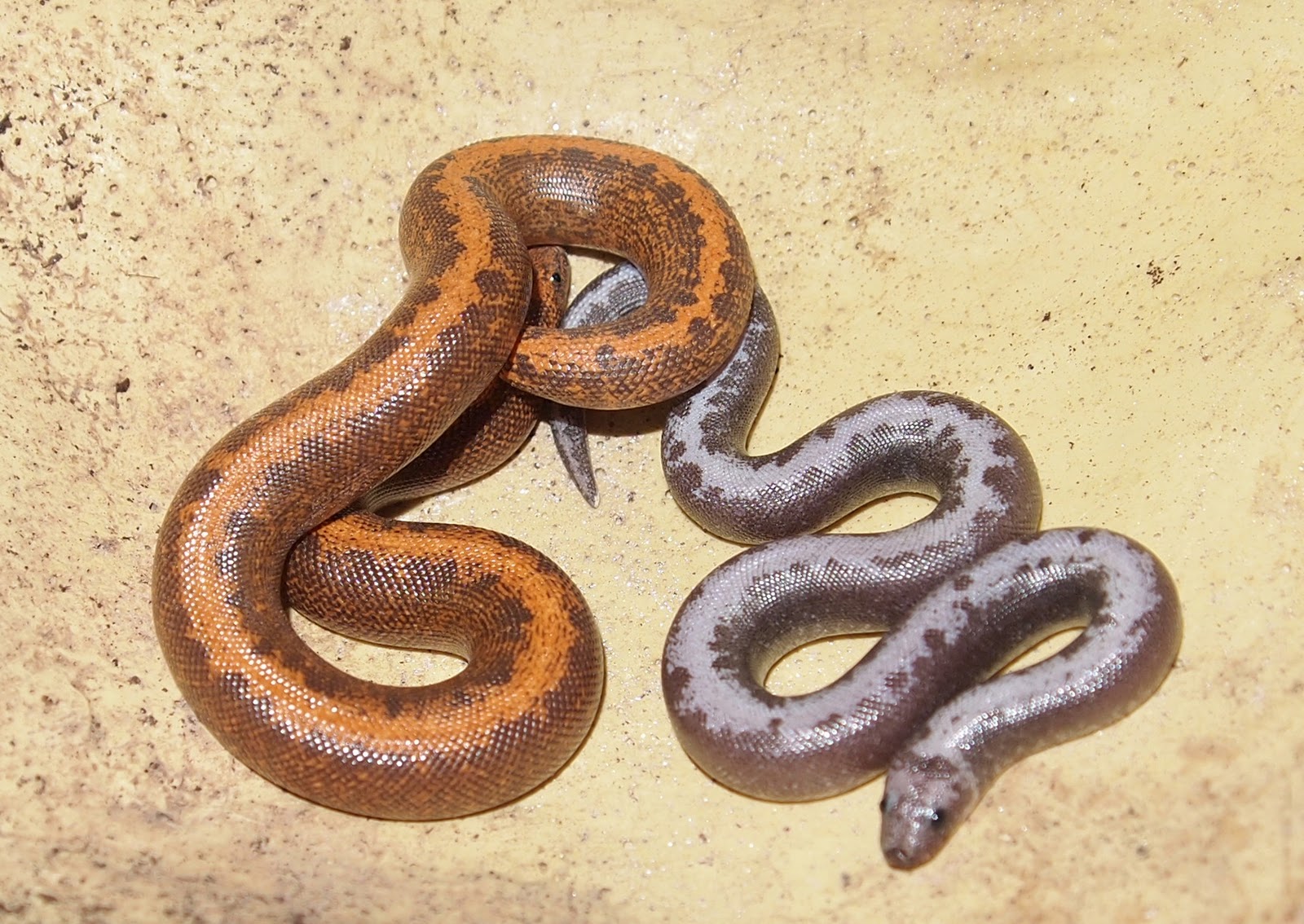 goReptiles: New Sand Boas