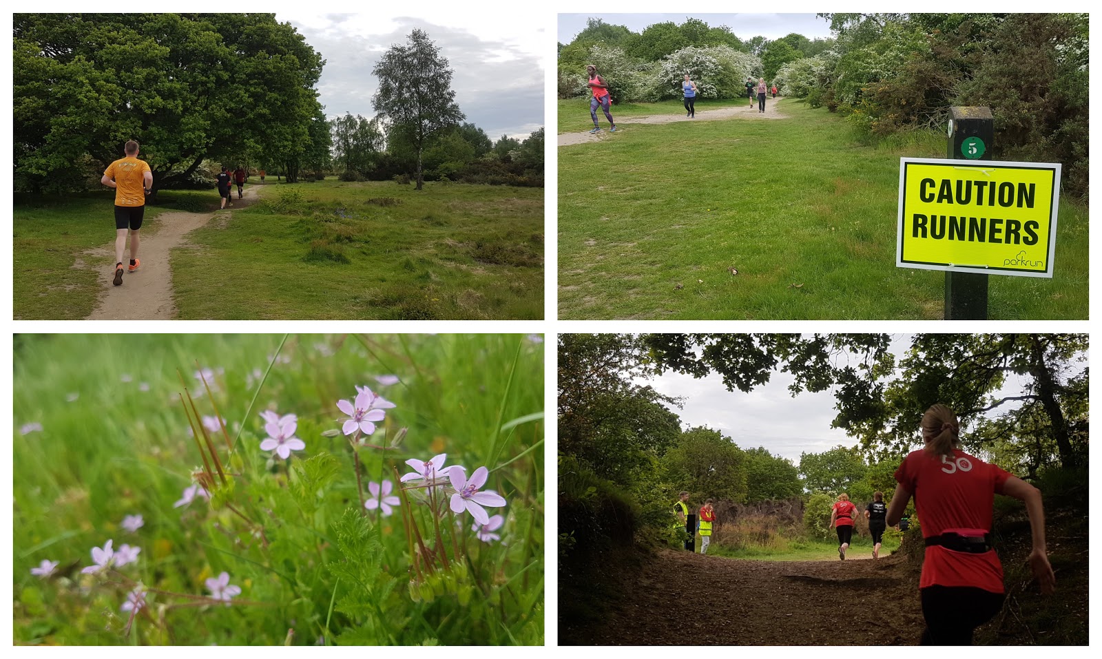 blog7t: Dartford Heath parkrun