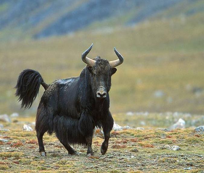 El ojo del buitre: Yak (Bos grunniens ó Bos mutus)