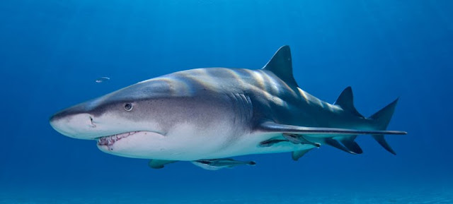 Shark | NaturalGreen