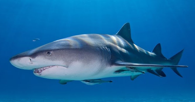 Shark | NaturalGreen