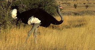 Pasari in lume: Strutul (Struthio Camelus) este cea mai mare pasare de ...