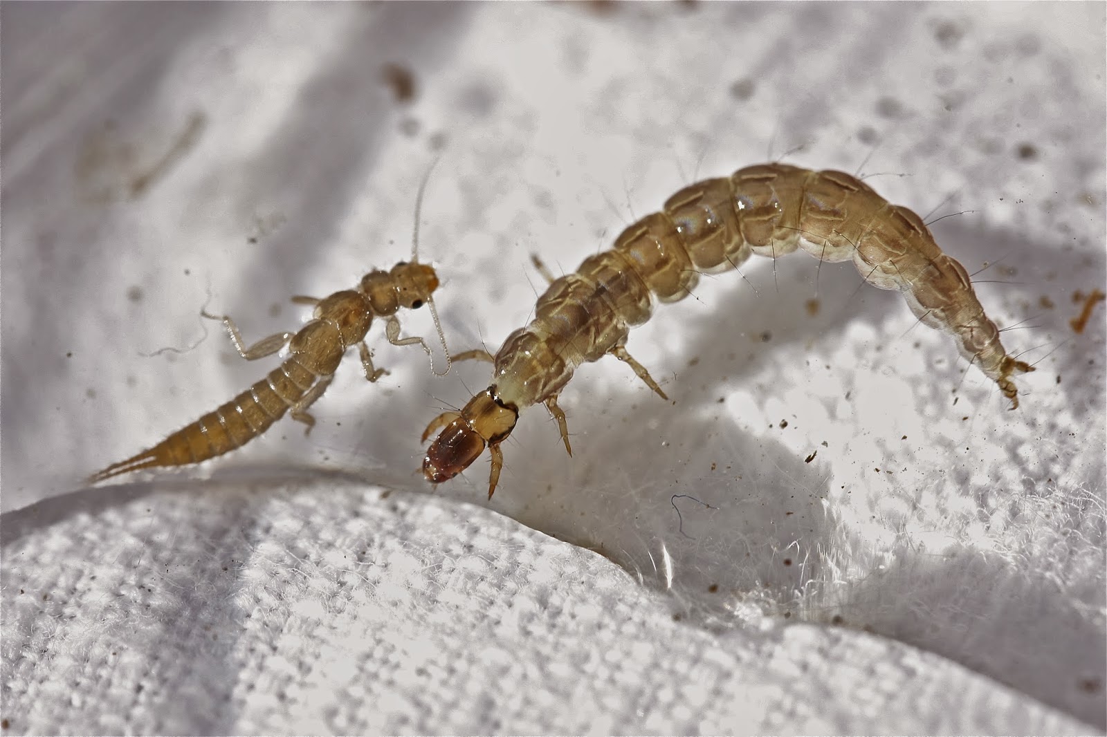 Aquatic Insects of Central Virginia: EPT Species List for Central ...