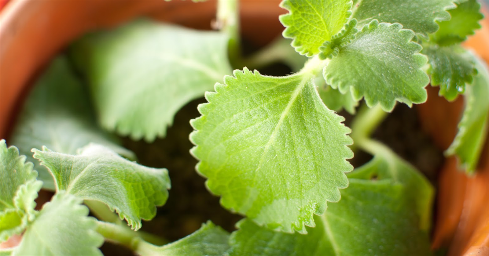 Budidaya Toga (Flora Obat Keluarga) Sebagai Alternatif Kesehatan Keluarga