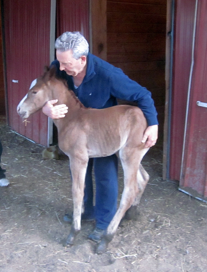 Rural Revolution: Cute colt