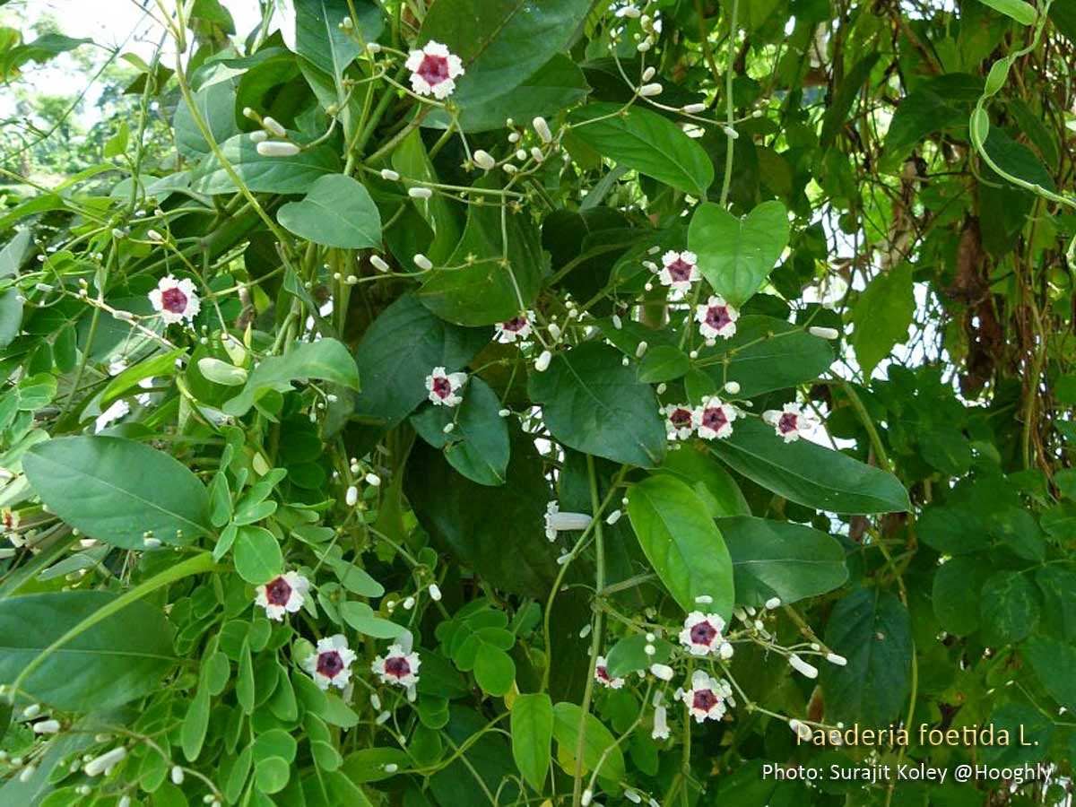 Medicinal Plants: Paederia foetida, Prasarani, Tala nili, Mudiyar Kundal