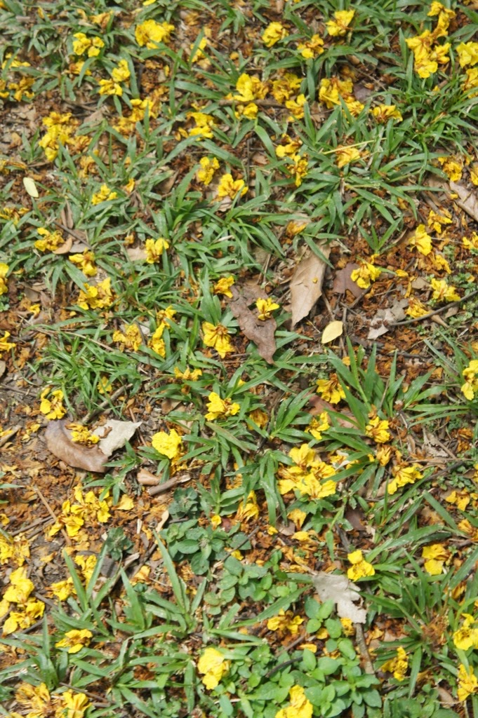 OUR PHILIPPINE TREES: A Carpet of Yellow