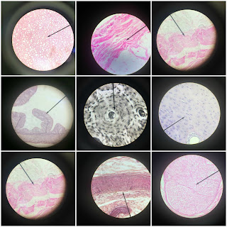 The Best of Anatomy: All About Tissues!