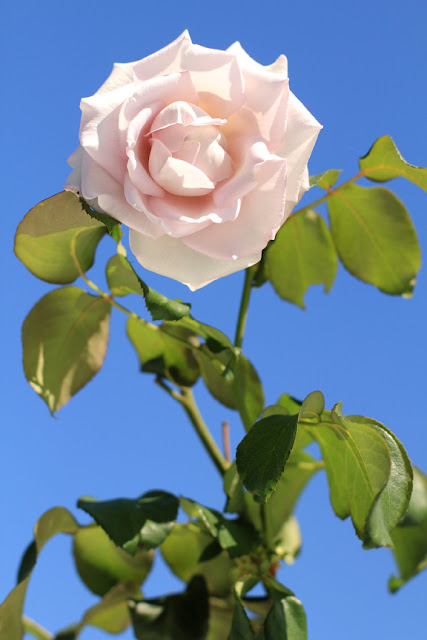 Mademoiselle Mermaid: Friday Flower : Mauve-ulous Blue Sky View