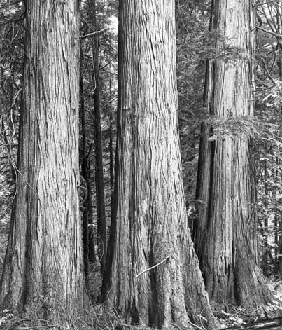 Wit's End: Where Have All the Forests Gone? Long Time Passing...Where ...