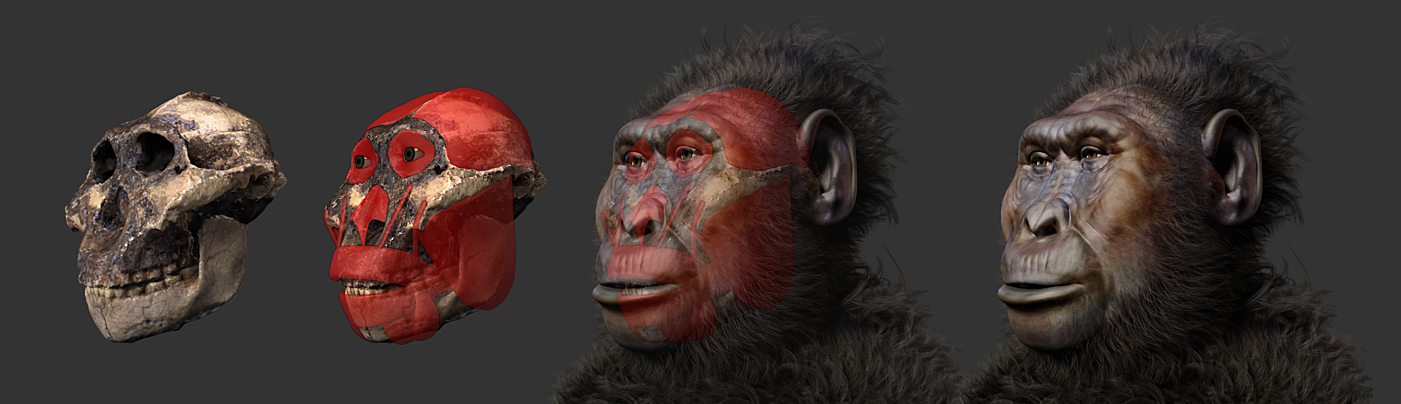 Paranthropus Boisei