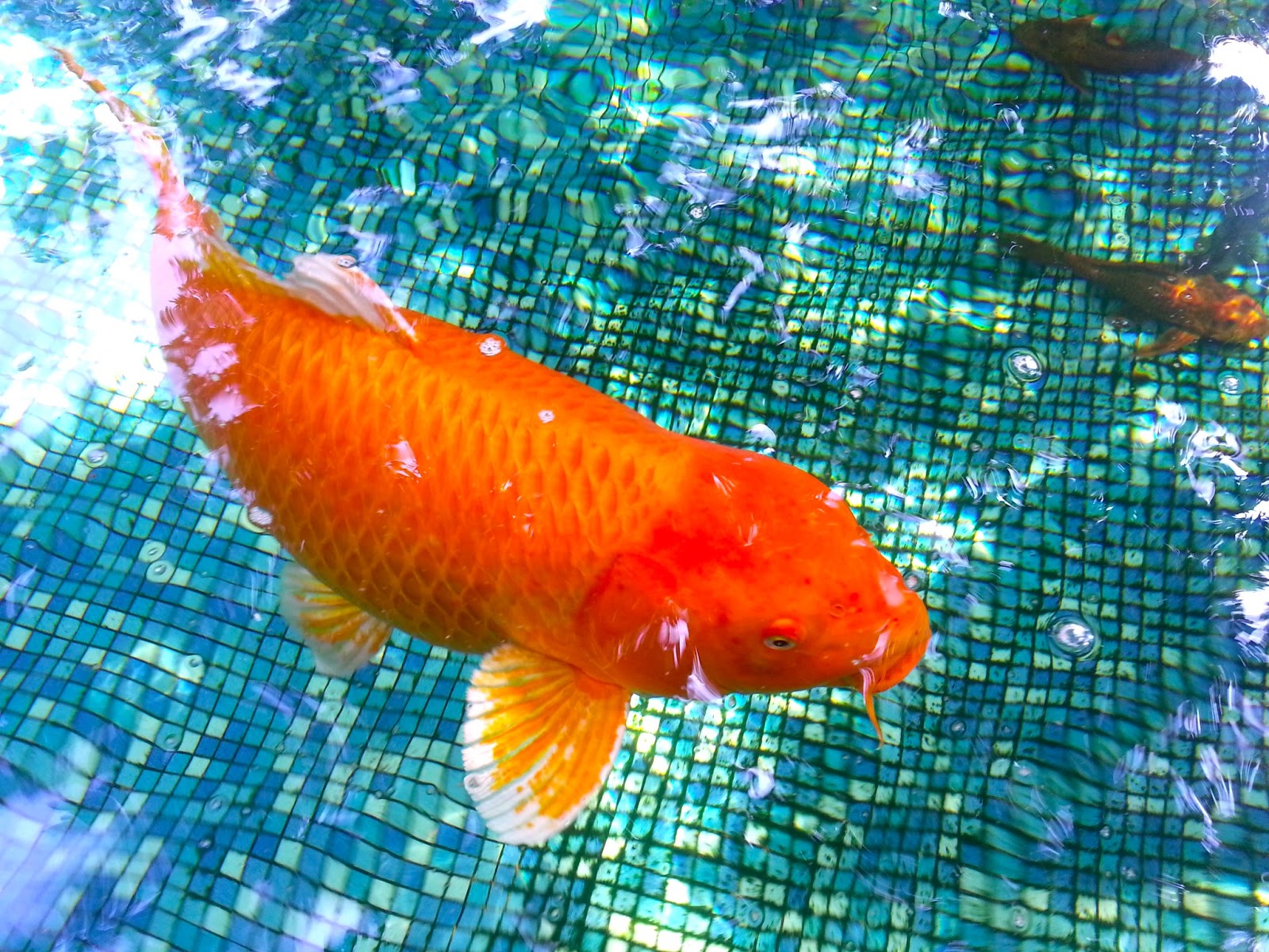 Food & Travel with Maria: Bacon cheese bread loaf (no-knead)