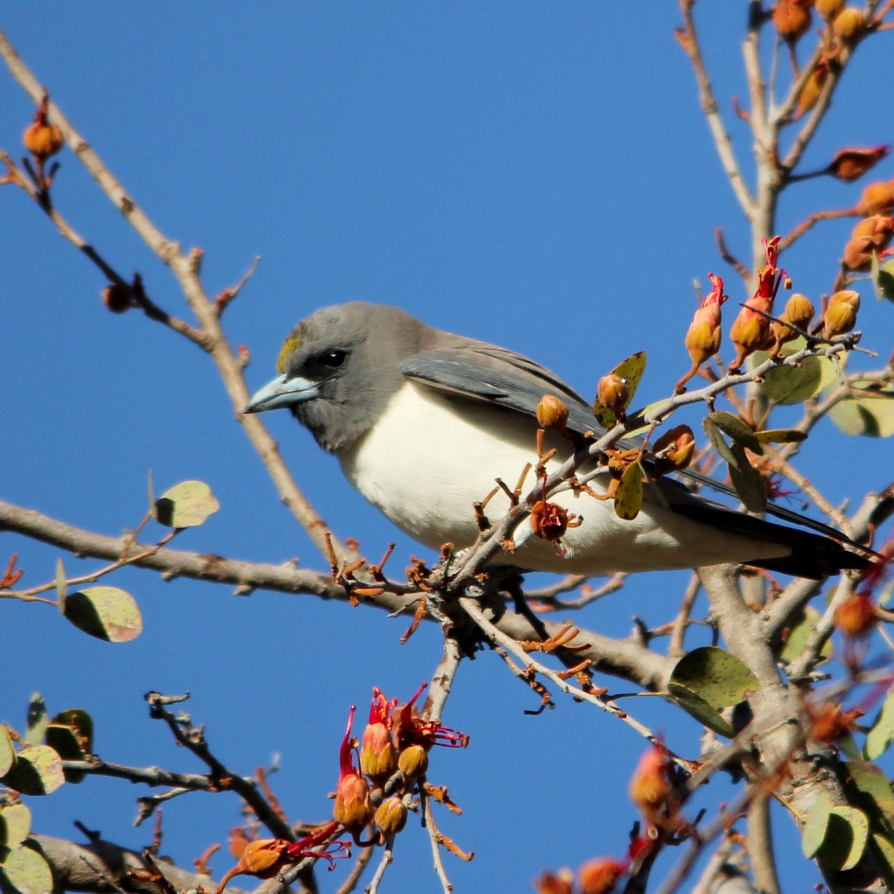 Pete's Flap Birding Aus: 24 birding moments at Timber Creek