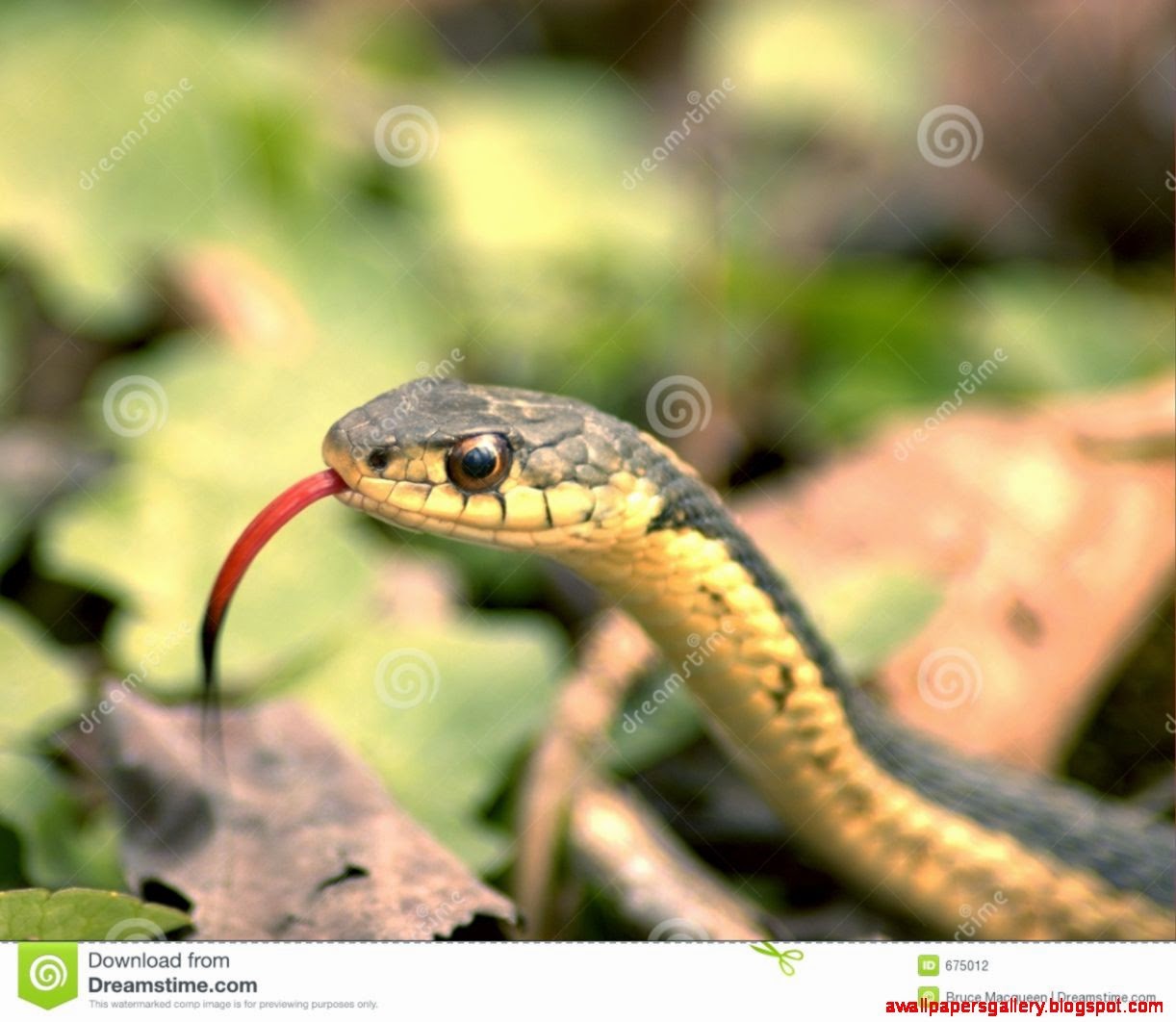 Snake Head Front | Wallpapers Gallery