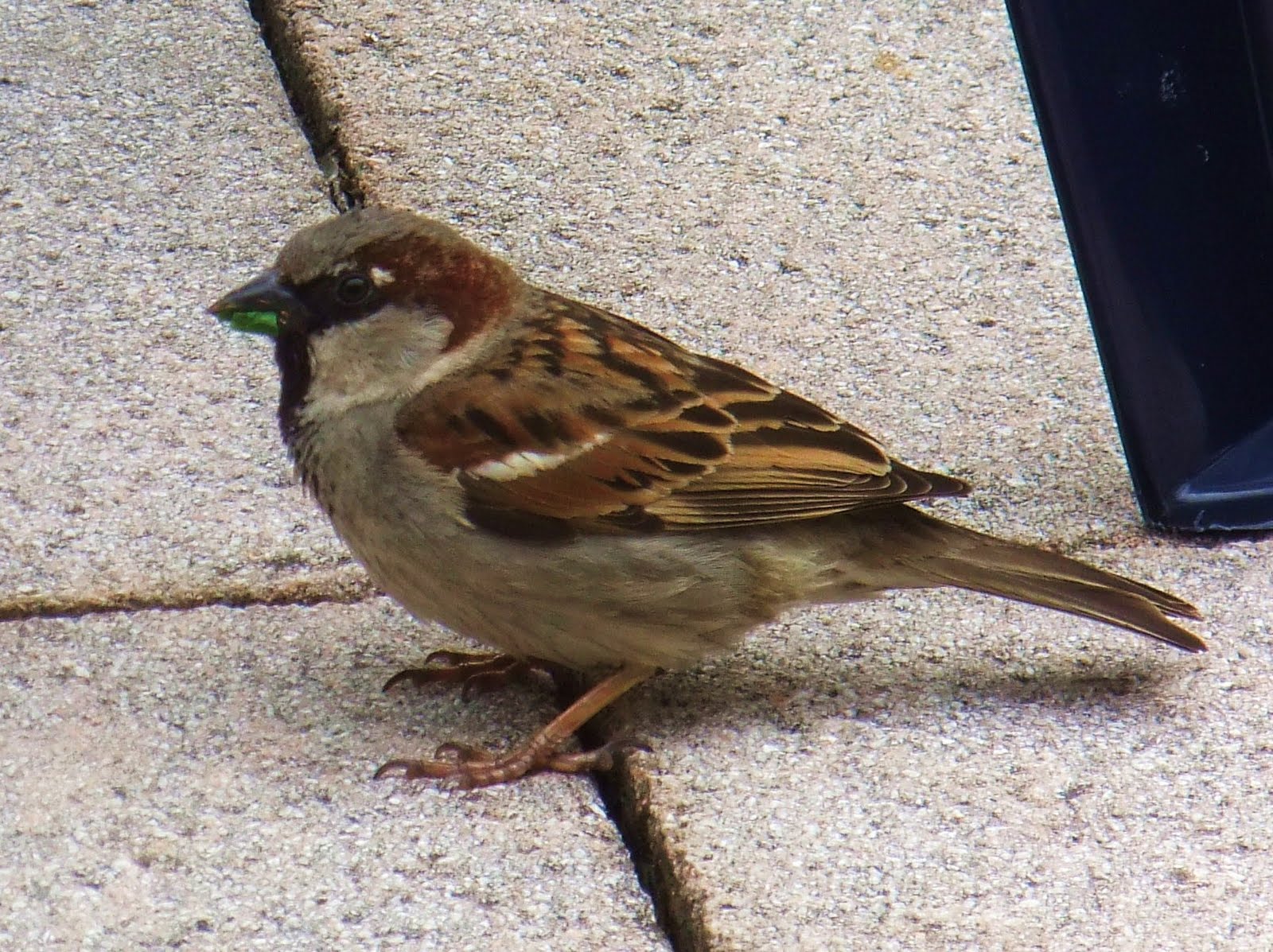 Între vis si realitate 2: Miercurea fara cuvinte 31 - Vrabii