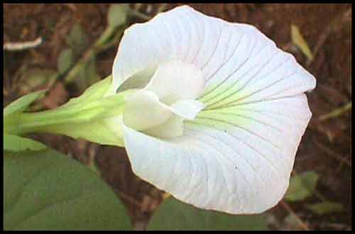 Navratri Plants and Trees - Bring These Plants to Home during Navratri ...