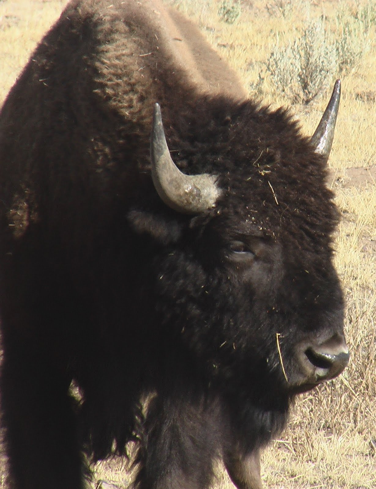 Rayela's Fiber Focus: Following the Bison Hair Trail by Doris Florig