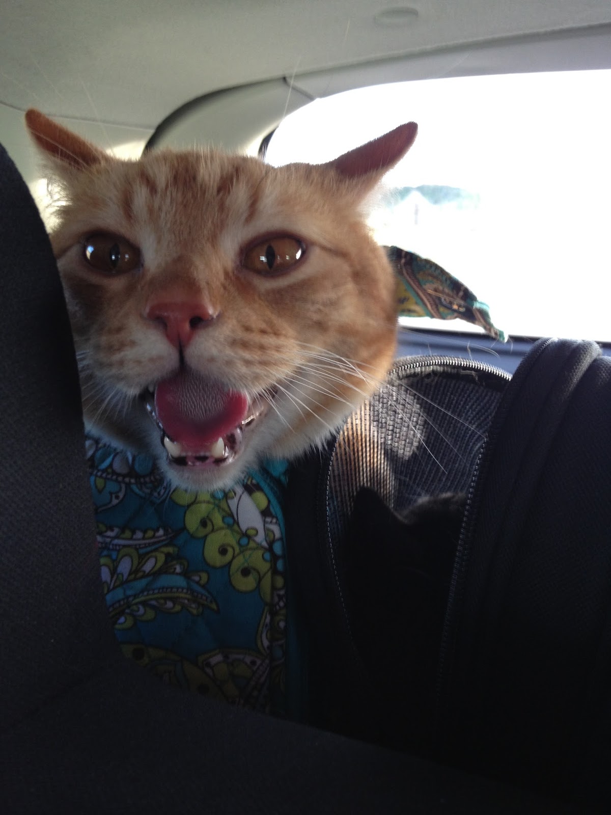 Polka-Dotty Place: Road Tripping with CATS