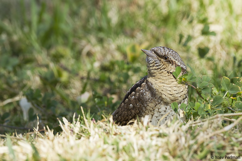 Champions of the Flyway 2016 | Focusing on Wildlife