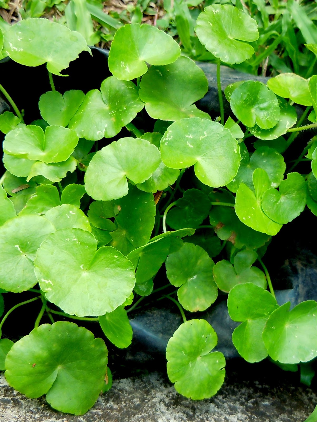 Tanaman Pegagan - Perumperindo.co.id