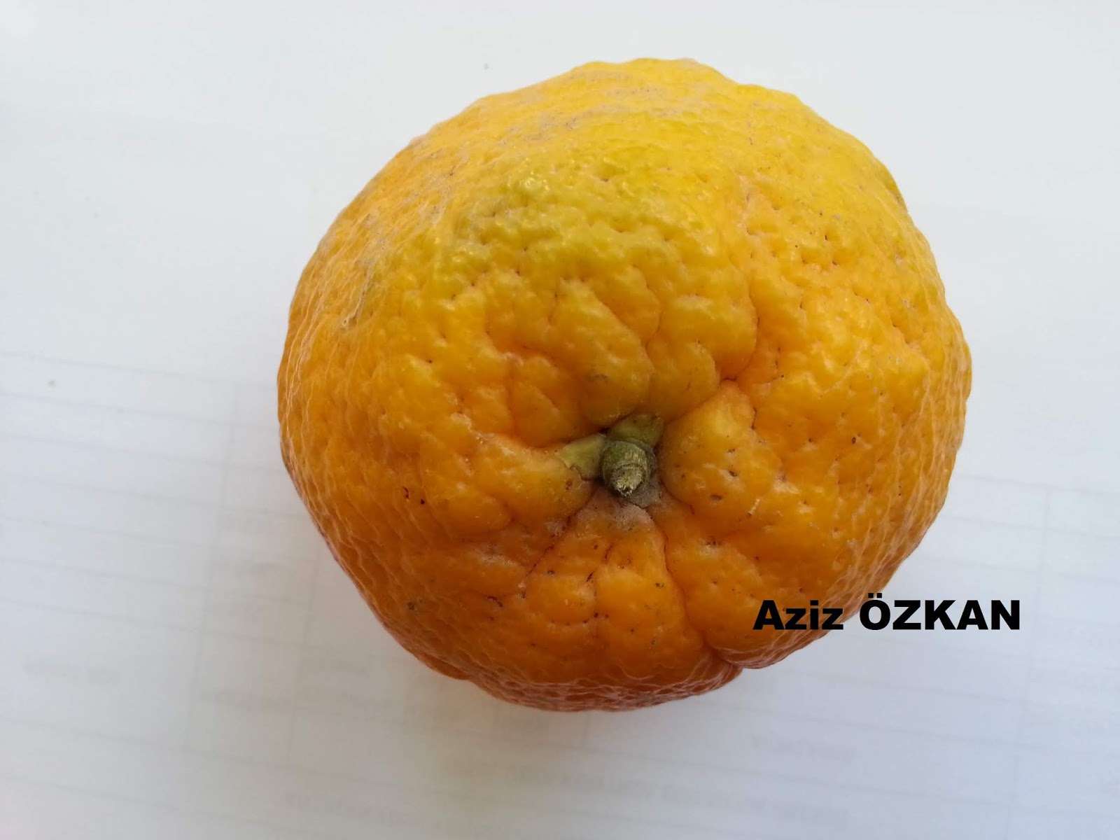 Aziz Özkan Tarım Bilgi Paylaşım Portalı Hoşgeldiniz: NARENCİYE DE KABUK ...