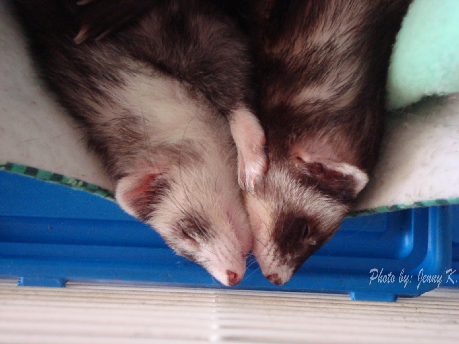 Two Friends' Tales: Ferrets 101