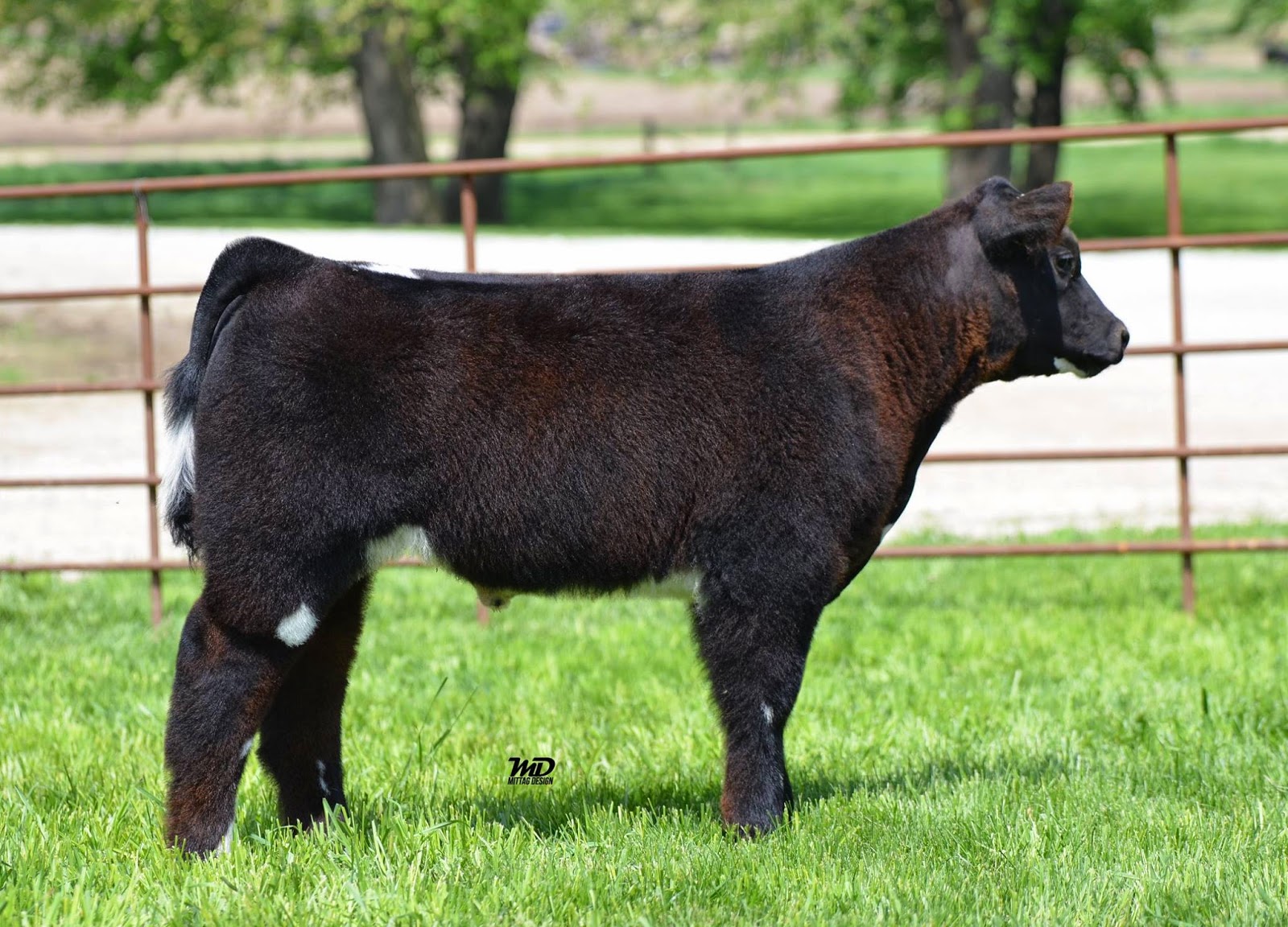 RCC Blog: Staley Show Cattle