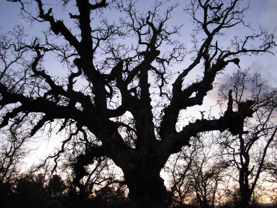 Your Daily Tree: Cool Oak Tree